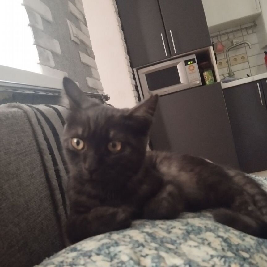 Кошка 3 месяца
