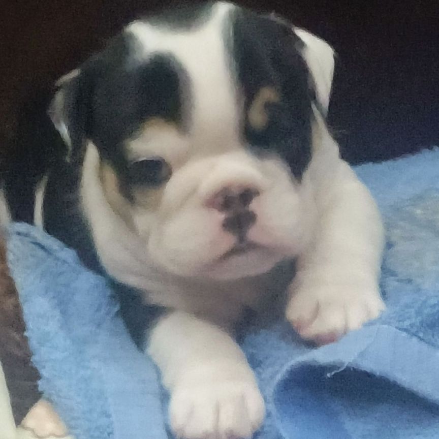 Английский бульдог, щенок