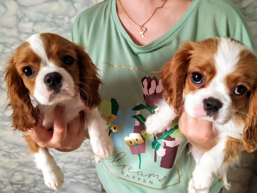 Красивые щенки. Кавалер кинг чарльз спаниели