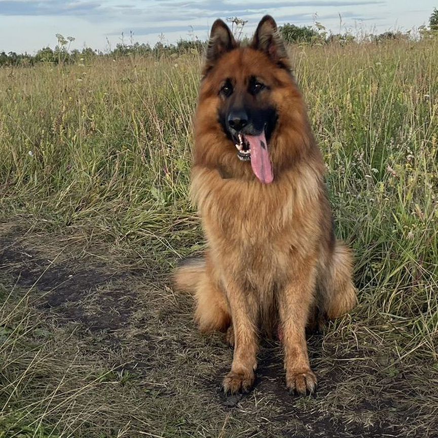 Немецкая овчарка, взрослый пёс