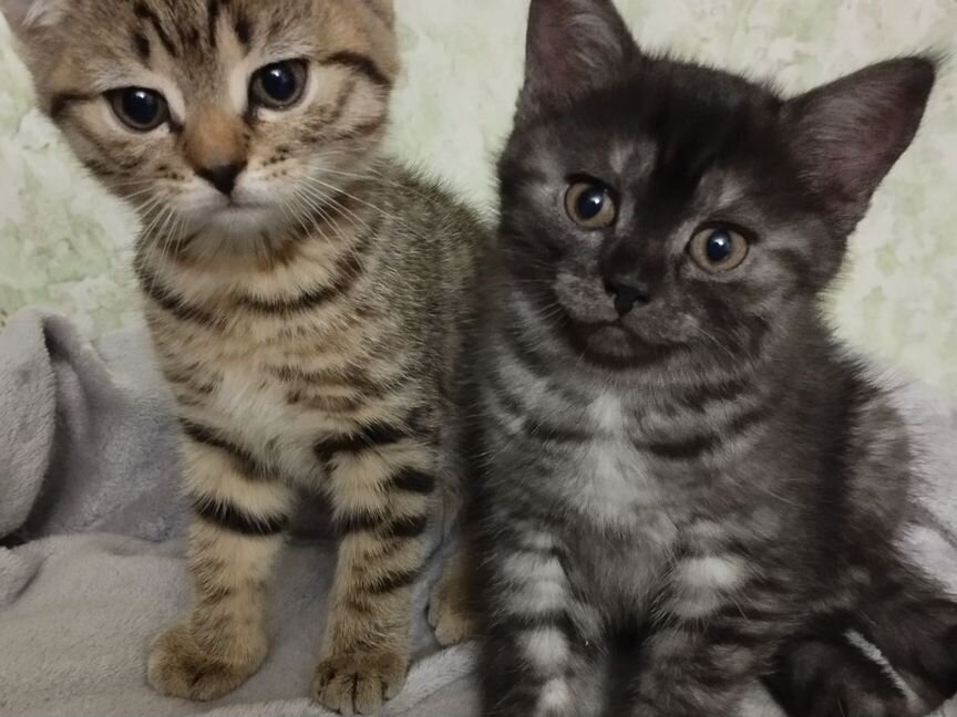 Шотландские вислоухие и прямоухие котята