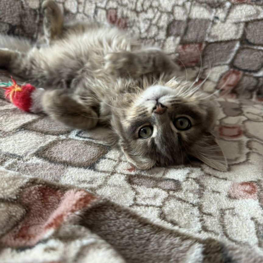 Котенок