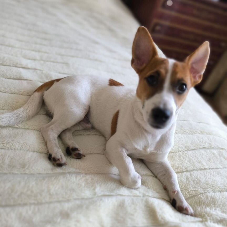 Джек рассел терьер