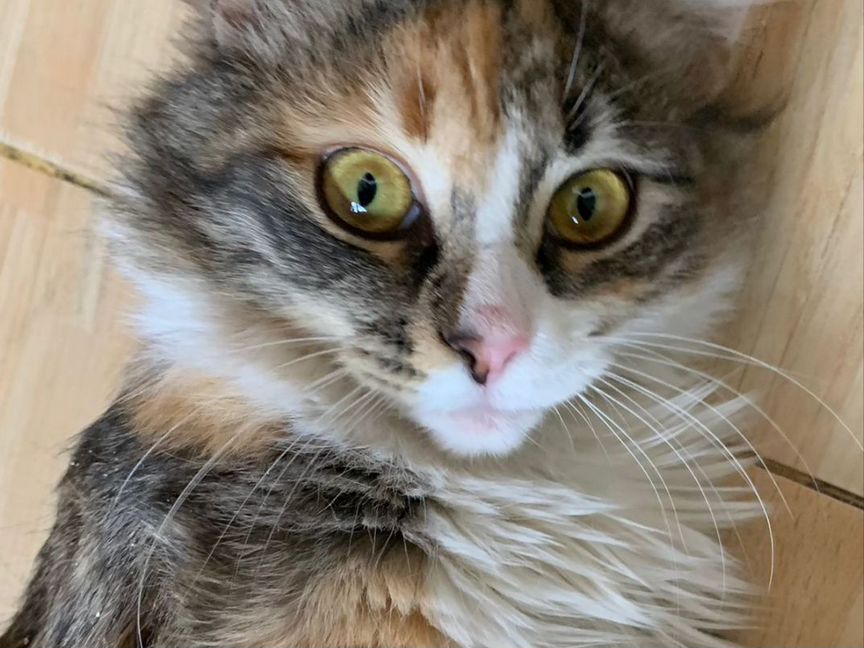 Кошечка(8 мес) в добрые руки