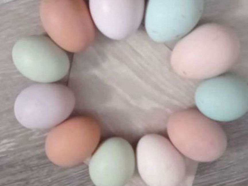 Инкубационное яйцо