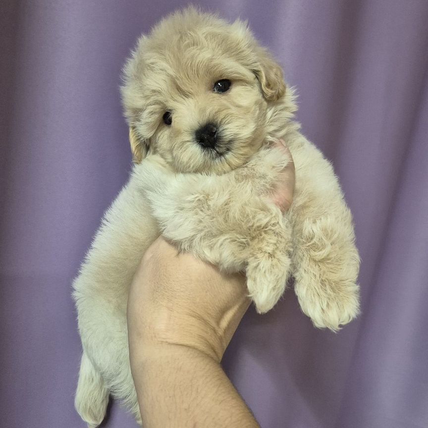 Мальтипу, щенок