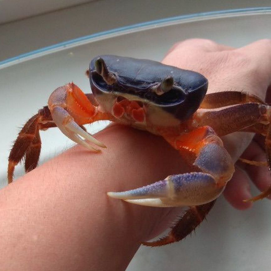 Мангровые аквариумные крабы