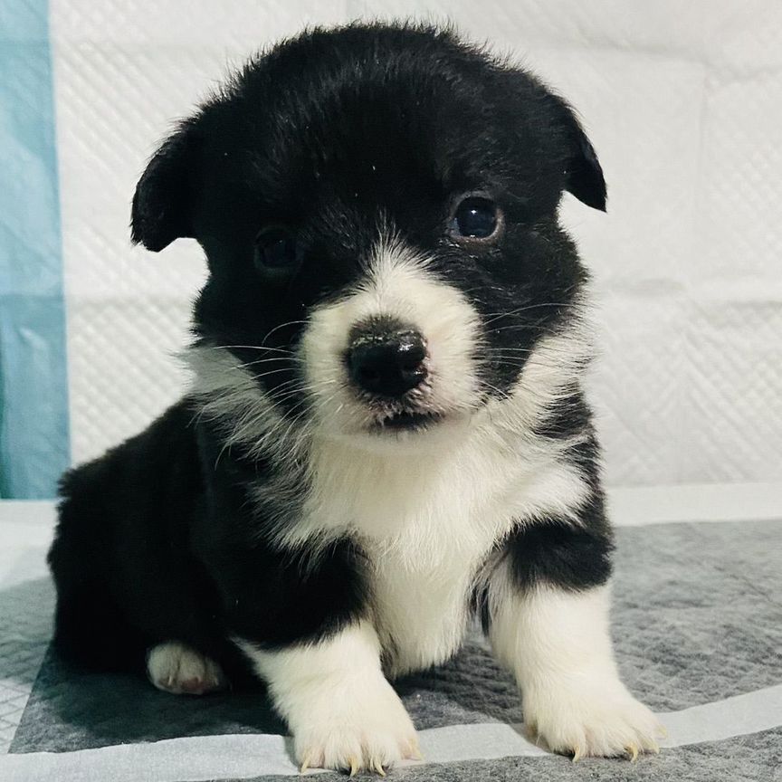 Вельш Корги Кардиган, щенок