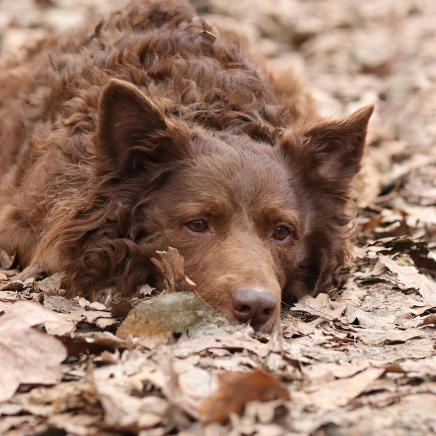 Метис хорватской овчарки в добрые руки