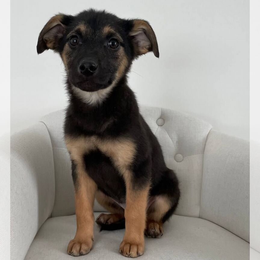 Щенок в добрые руки