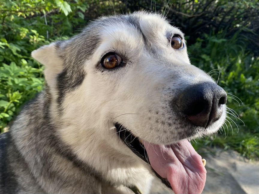 Хаски в добрые руки
