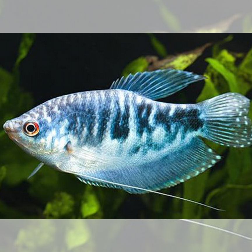 Рыбки (гурами) в хорошие руки