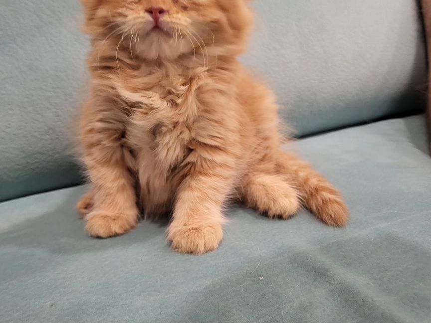 Котята
