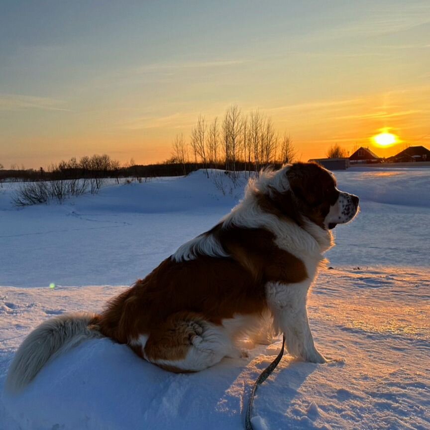 Кобель для вязки Московская сторожевая