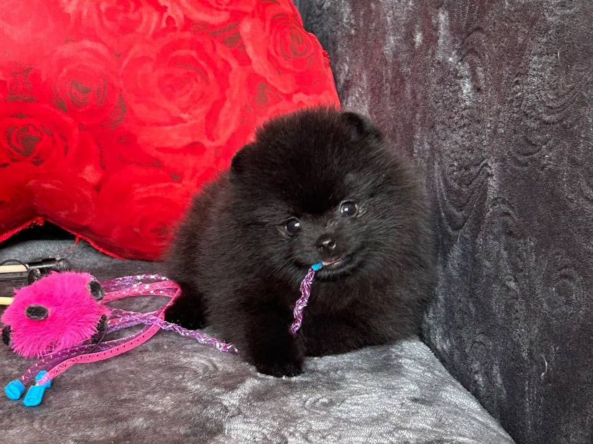 Померанский шпиц тип мишка