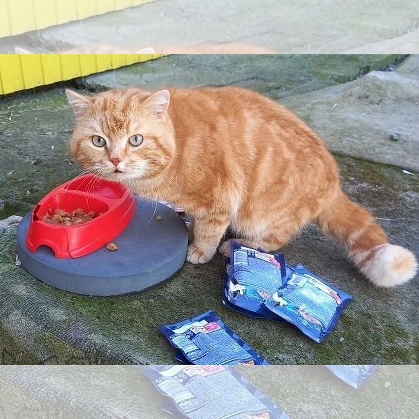 Взрослый кот в добрые руки