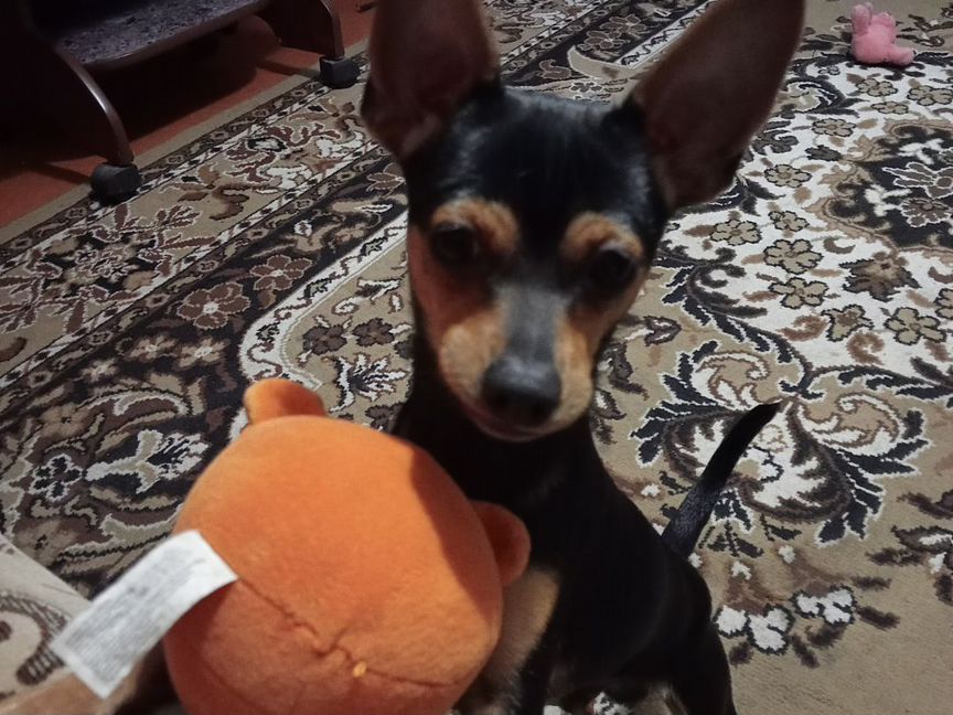 Вязка, жених