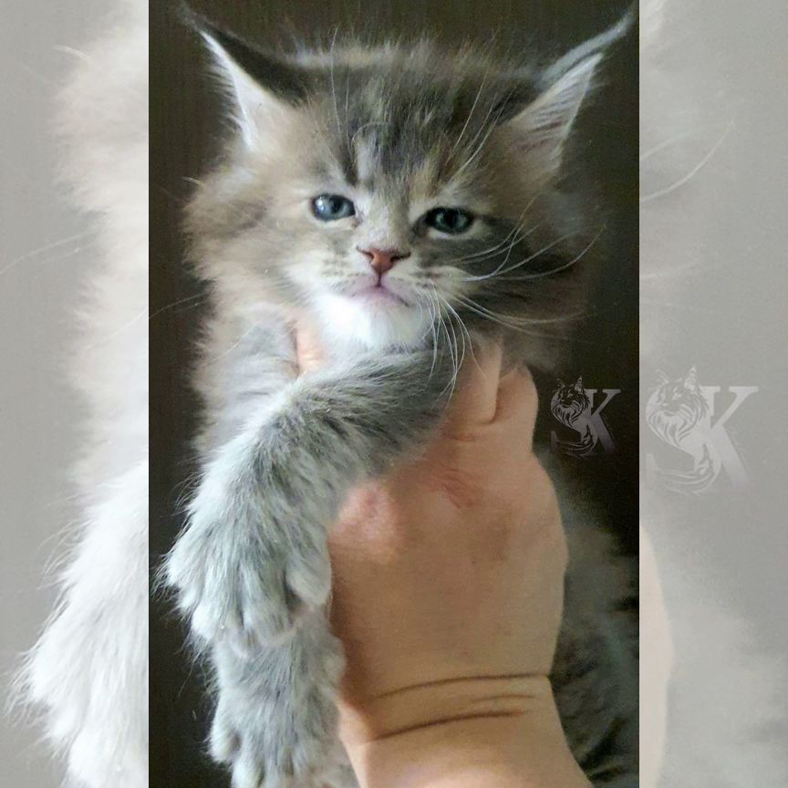 Мейн-кун котёнок
