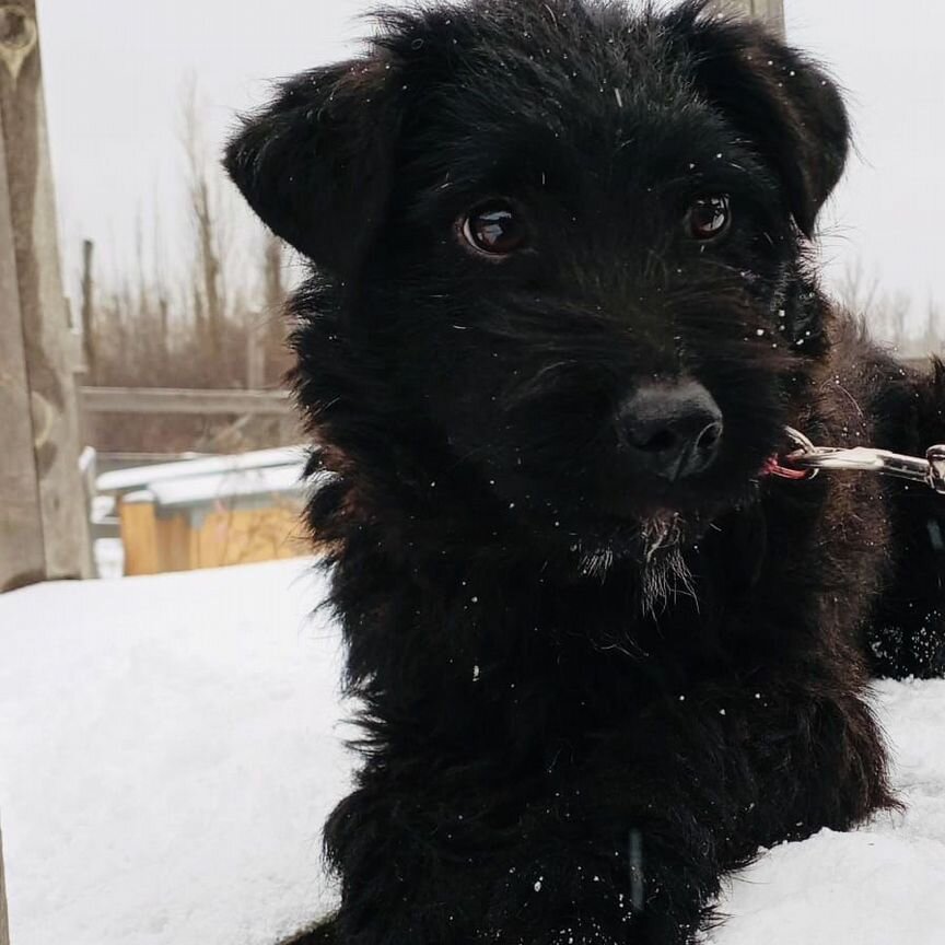 Маленькая собака в добрые руки отдам бесплатно