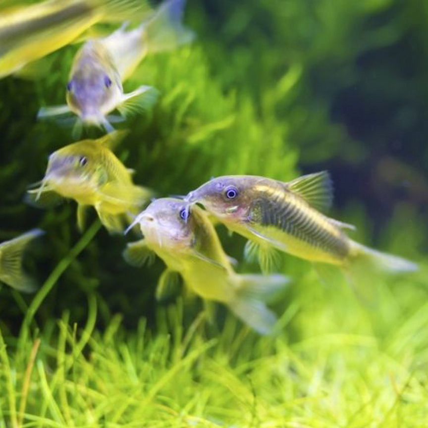 Коридорас золотистый, аквариумные сомики