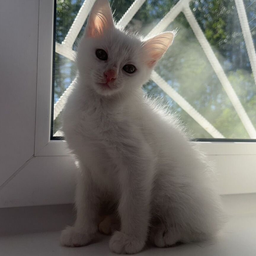 Котёнок в добрые руки