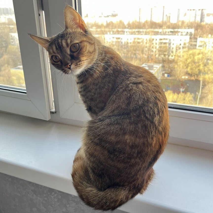 Взрослая, кошка в добрые руки