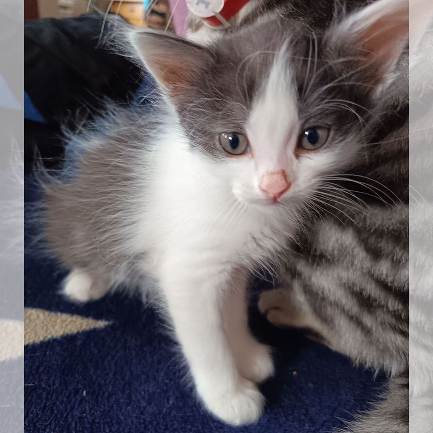 Котёнок в добрые руки