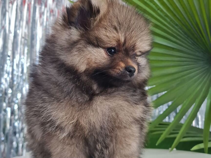 Померанский шпиц