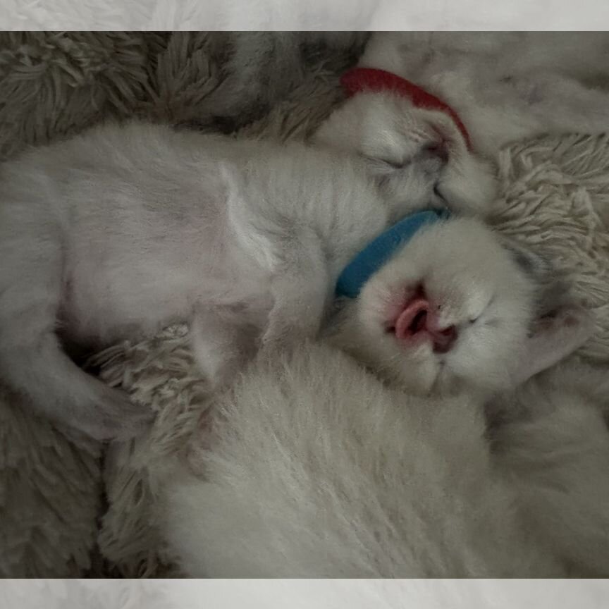 Невский маскарадный котёнок