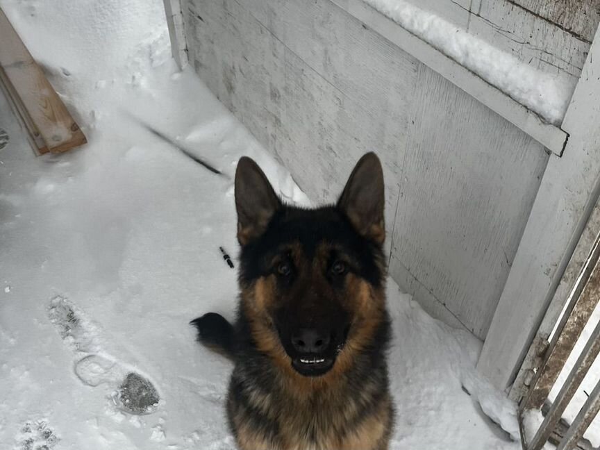 Немецкая овчарка