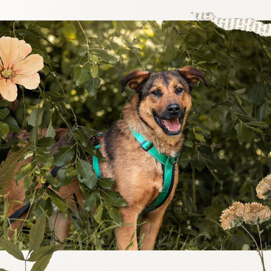 Собака в добрые руки