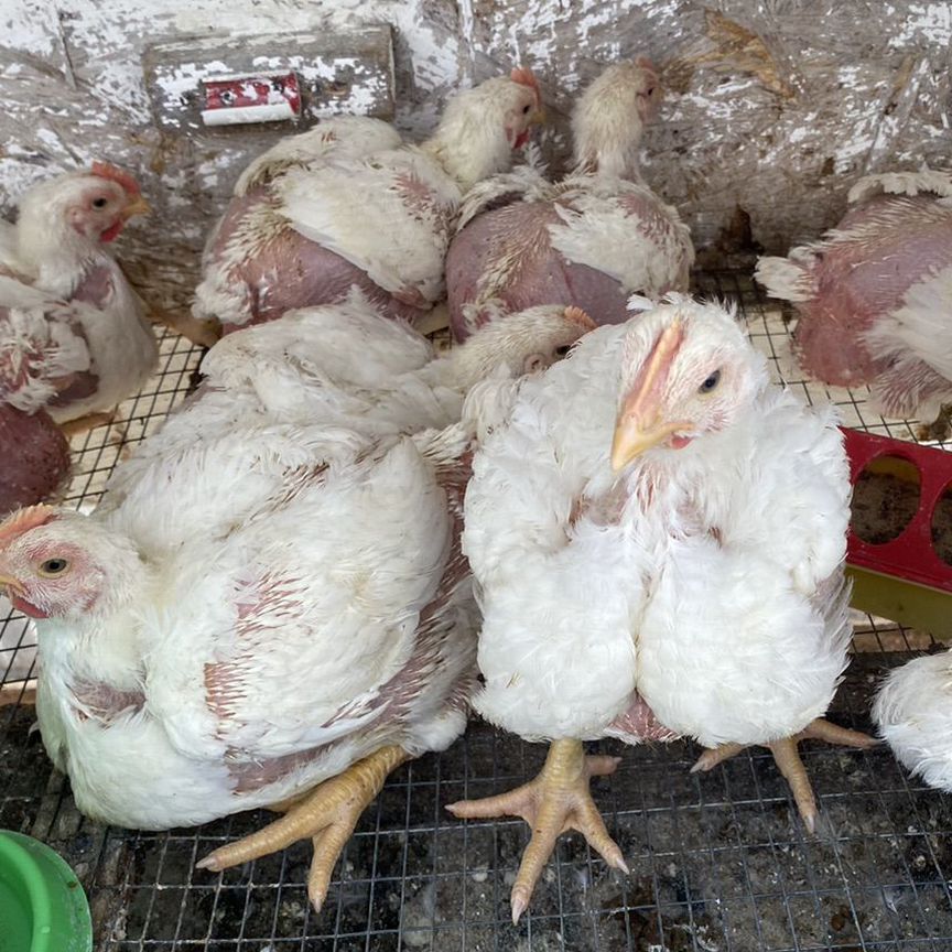 Бройлерры кобб 700 месячные