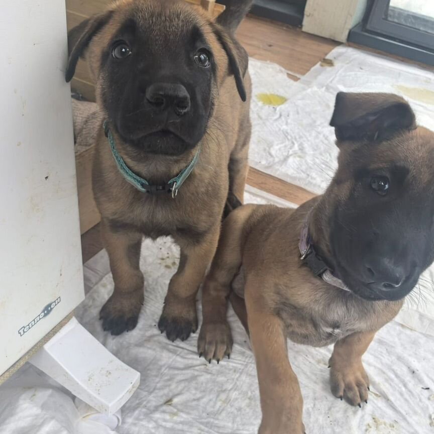 Кобели малинуа