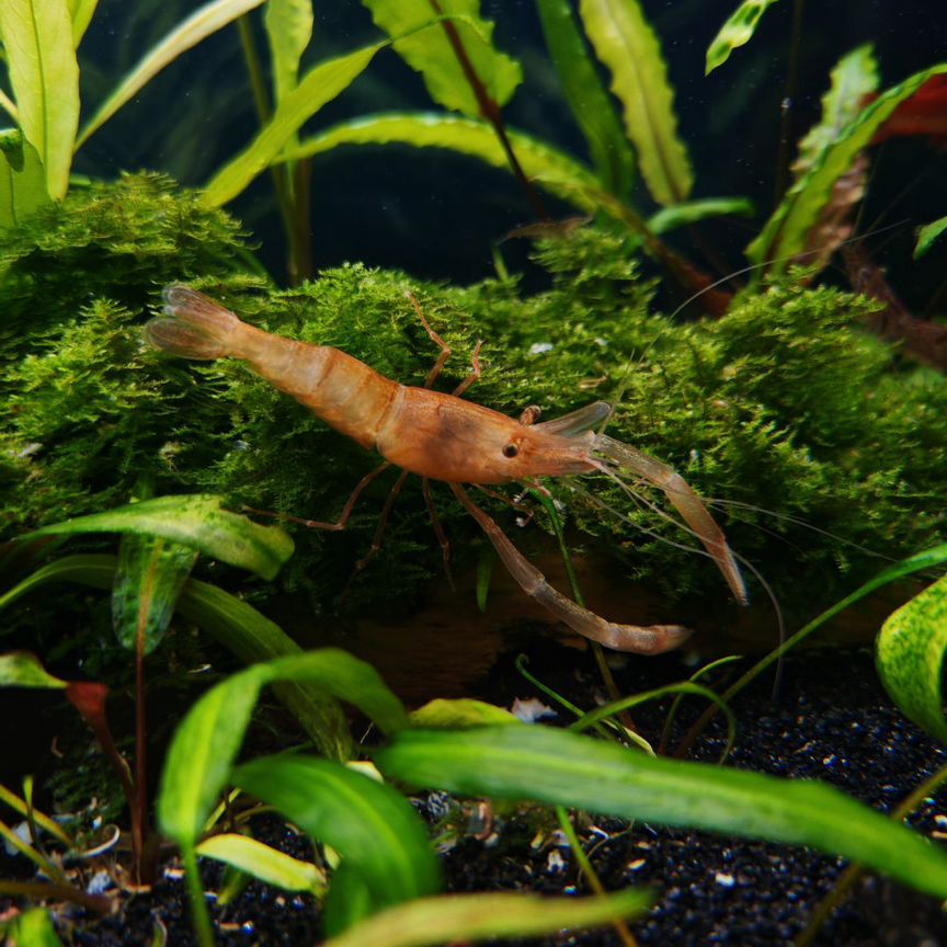 Креветки Макробрахиум