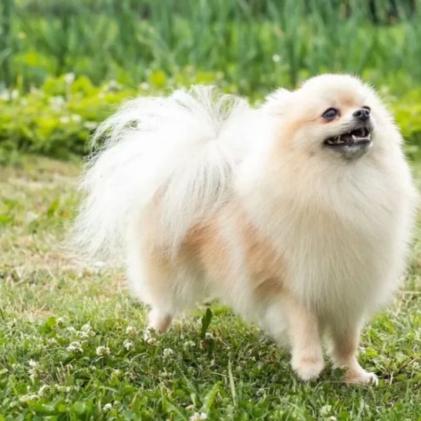 Померанский шпиц