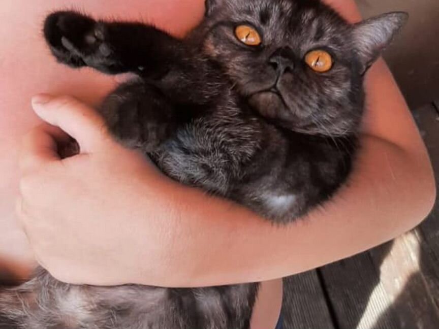 Котята шотландские