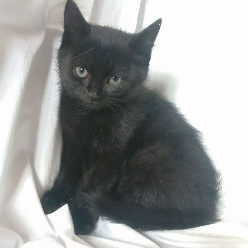 Котёнок
