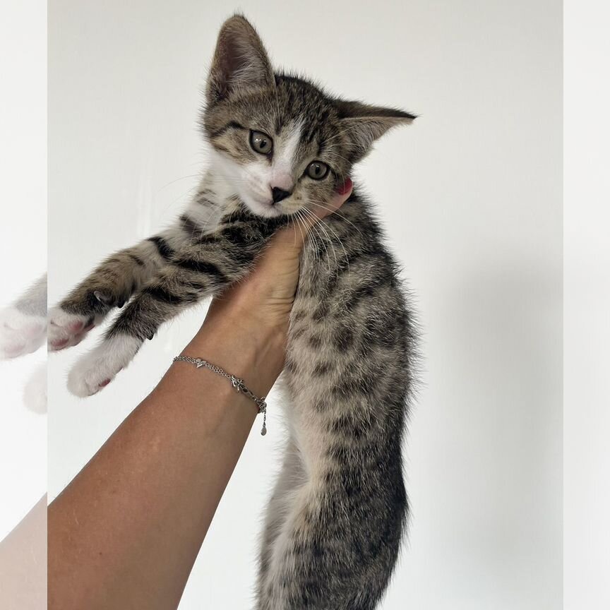 Котята в добрые руки, бесплатно
