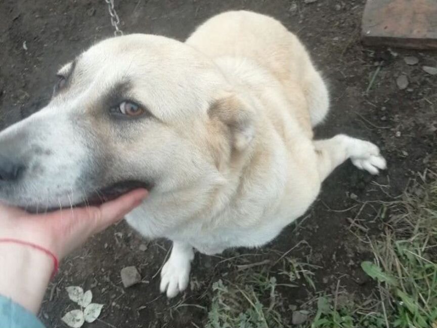 Собака в добрые руки алабай