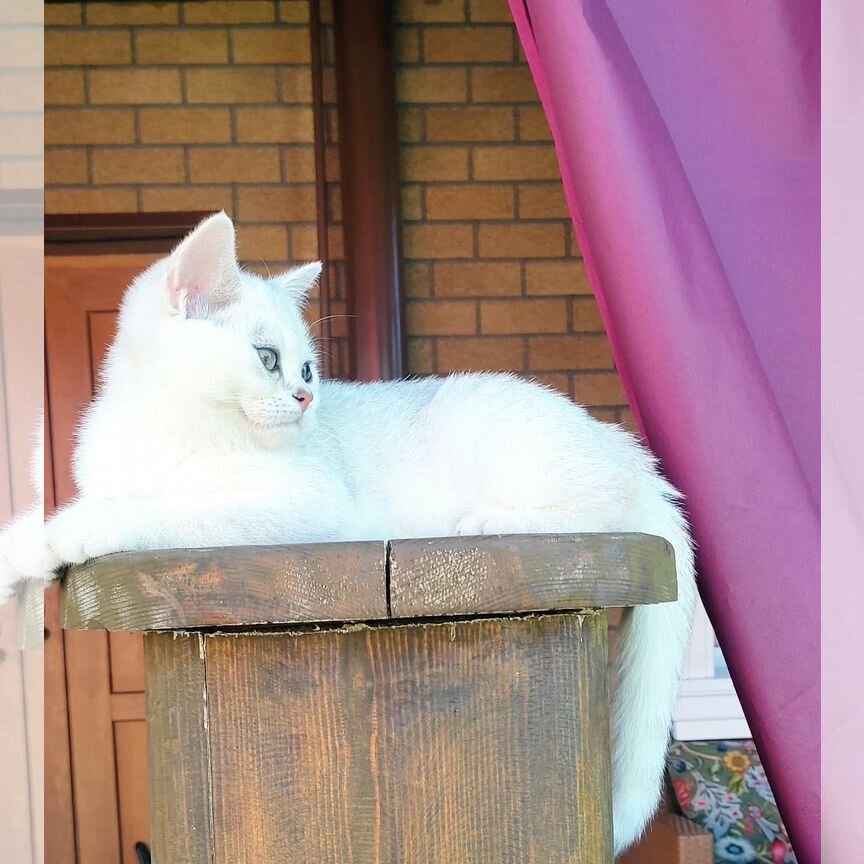 Котёнок золотая шиншилла