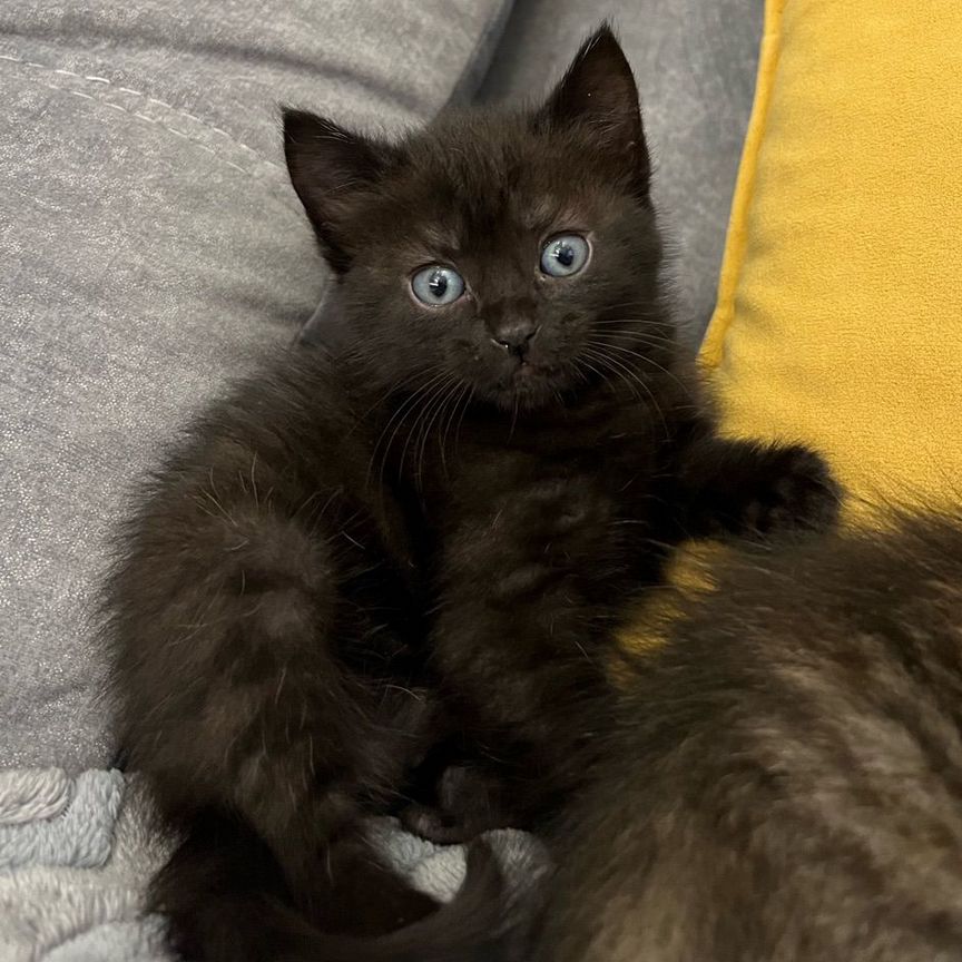 Котята ищут дом