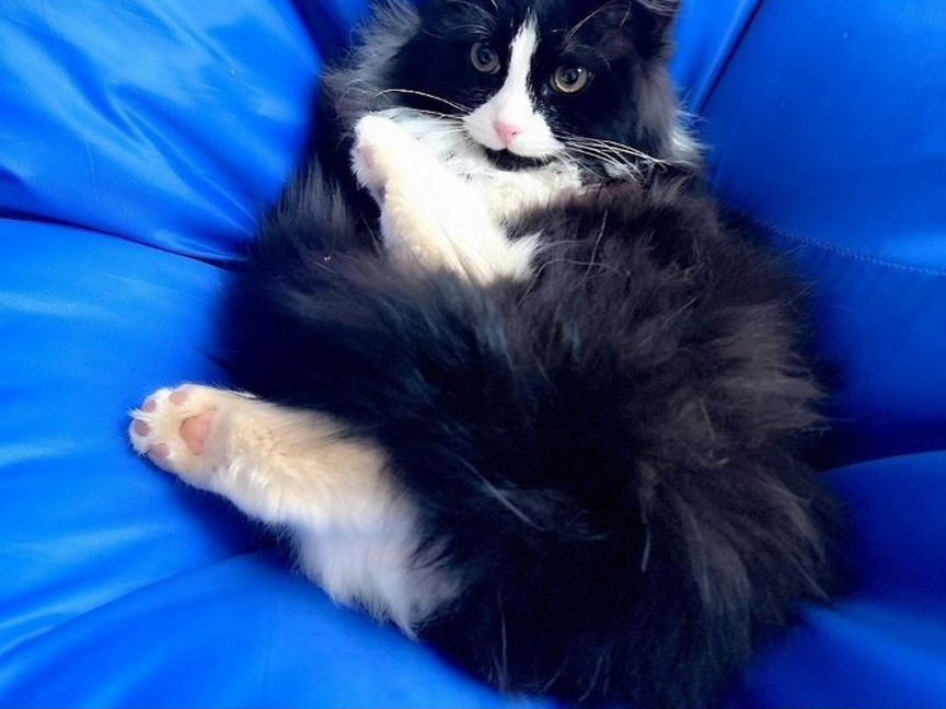 Котик в добрые руки