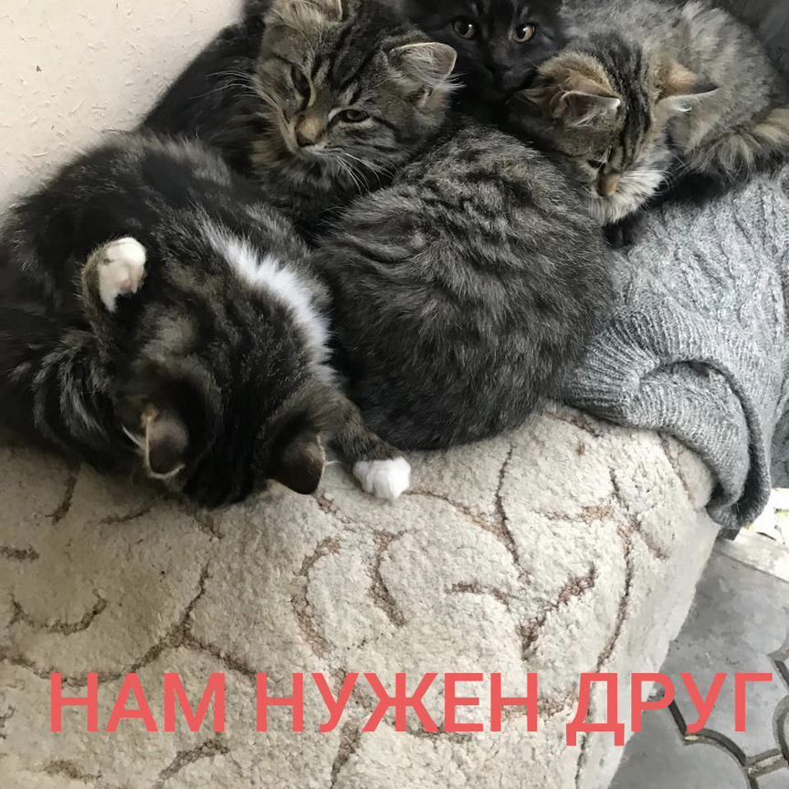 Отдам бесплатно