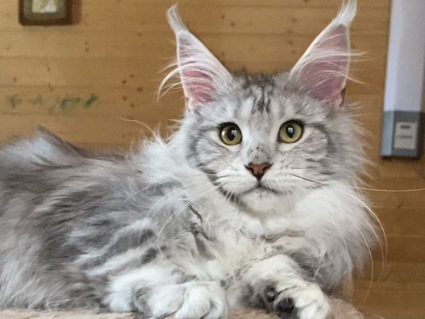 Малышка Мейн-кун