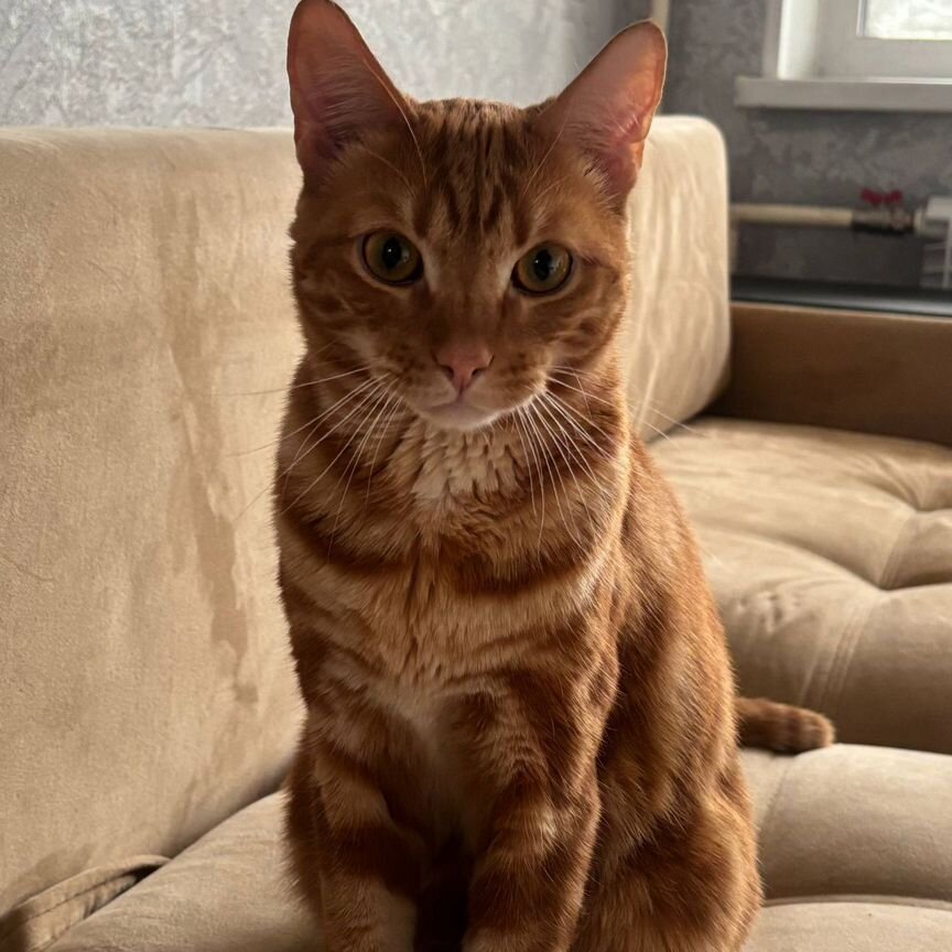 Кошачьи усы