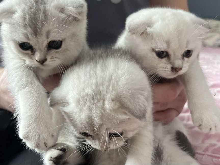 Шотландские вислоухие котята
