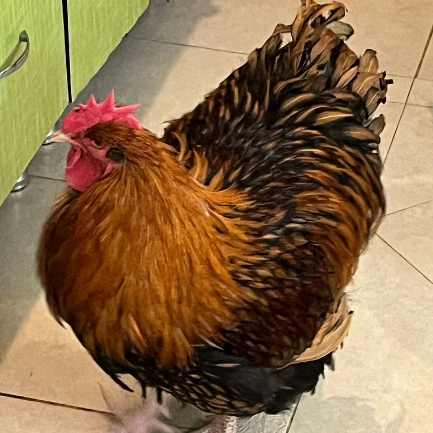 Молодые петушки