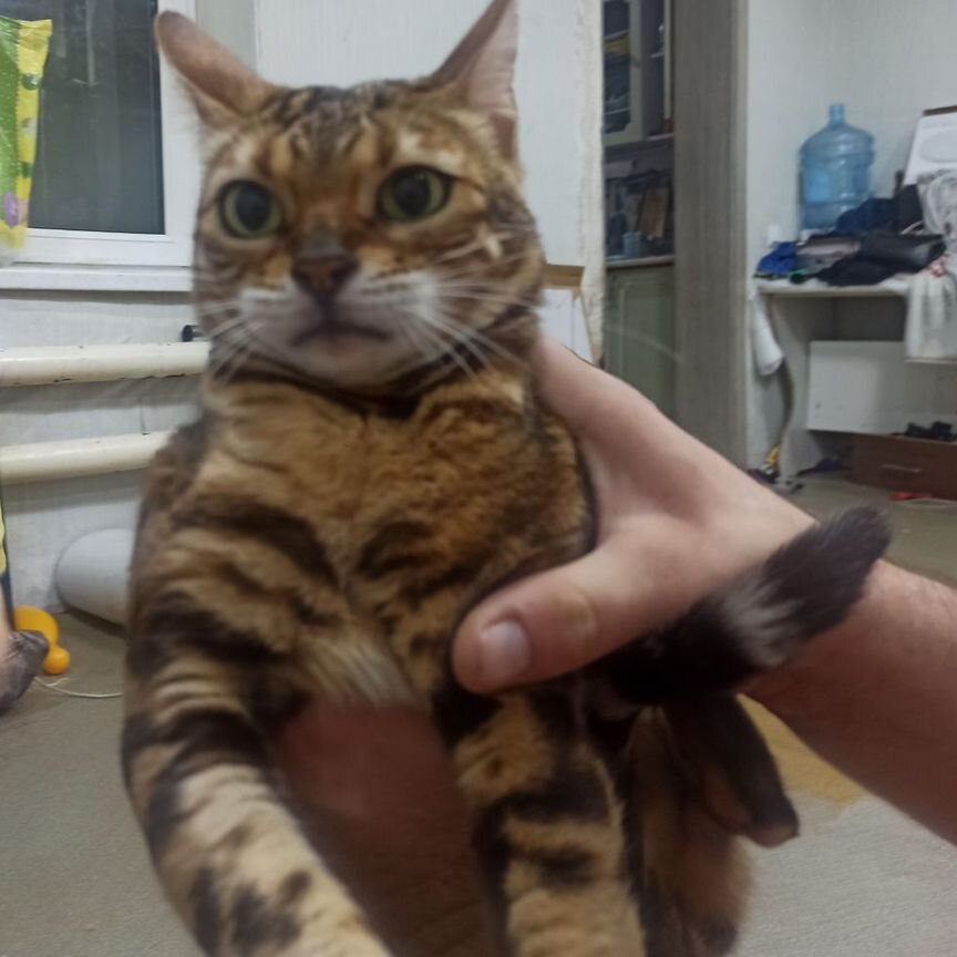 Бенгальская кошка