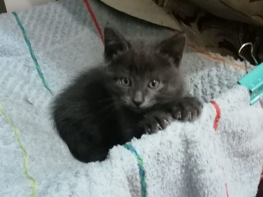 Котята