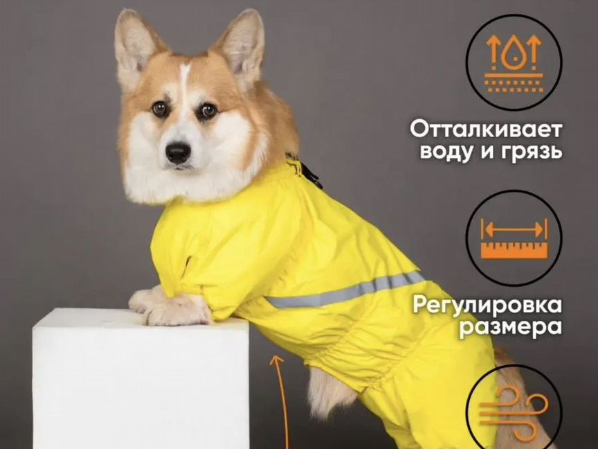 Комбинезон для корги от Diplodog